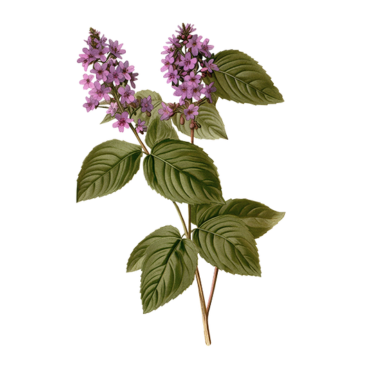 Patchouli Wax Melt – Wax Apothecary